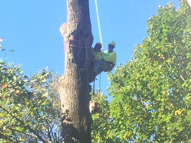 Abbott's Tree Experts | Frederick MD | Tree Service