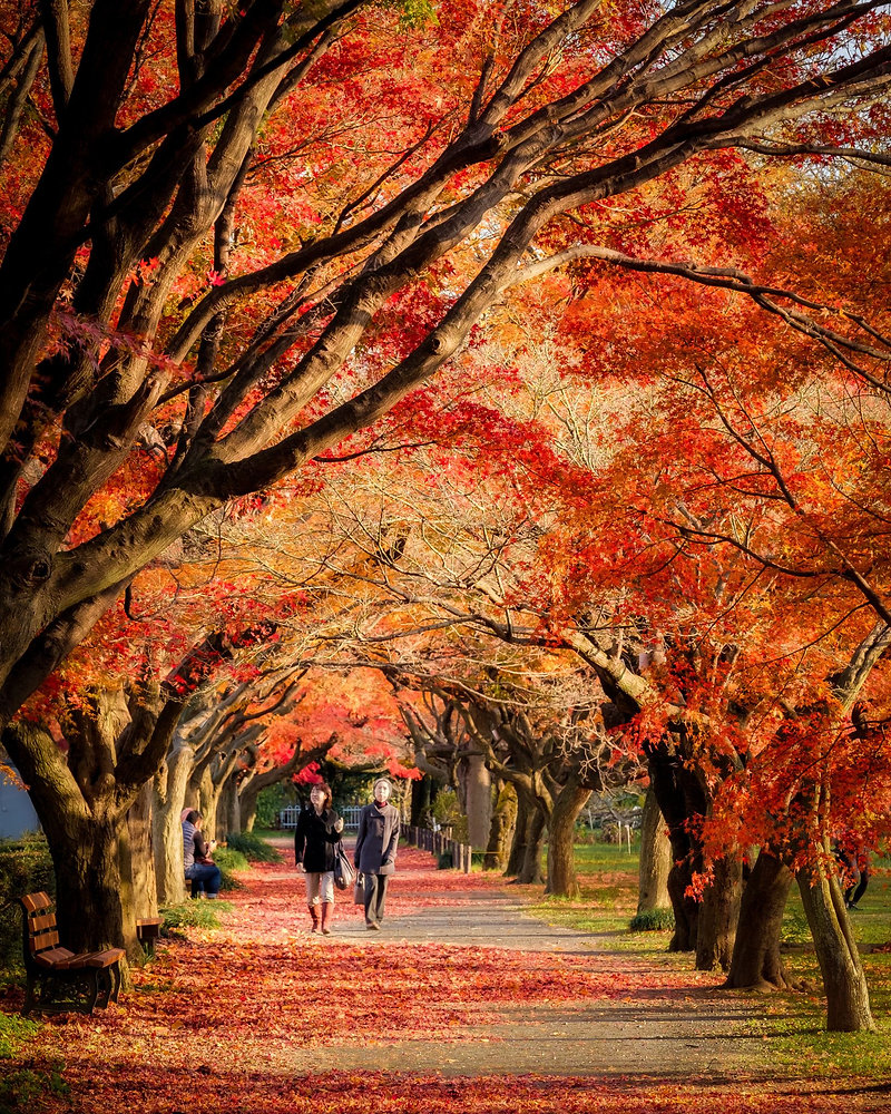 What to do in Tokyo in Autumn