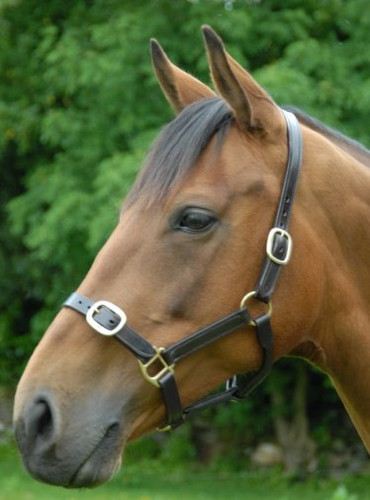 Leather Head Collar with Brass Fittings | Persuader International