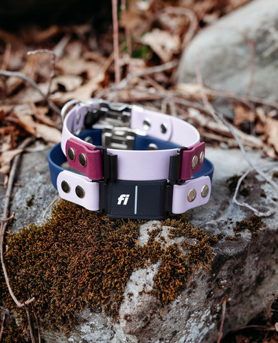 1" In-Line Fi Collar | Northbound Dog Co.