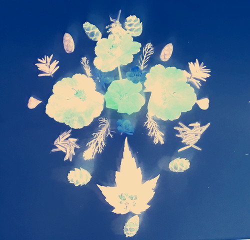 Painting with Light: Intro to Photography and Light Printing | The Current