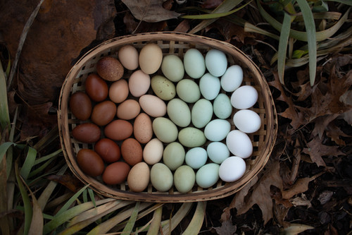 2026 Half Dozen (6) Chasing Rainbows Hatching Eggs | The Head Family Farm