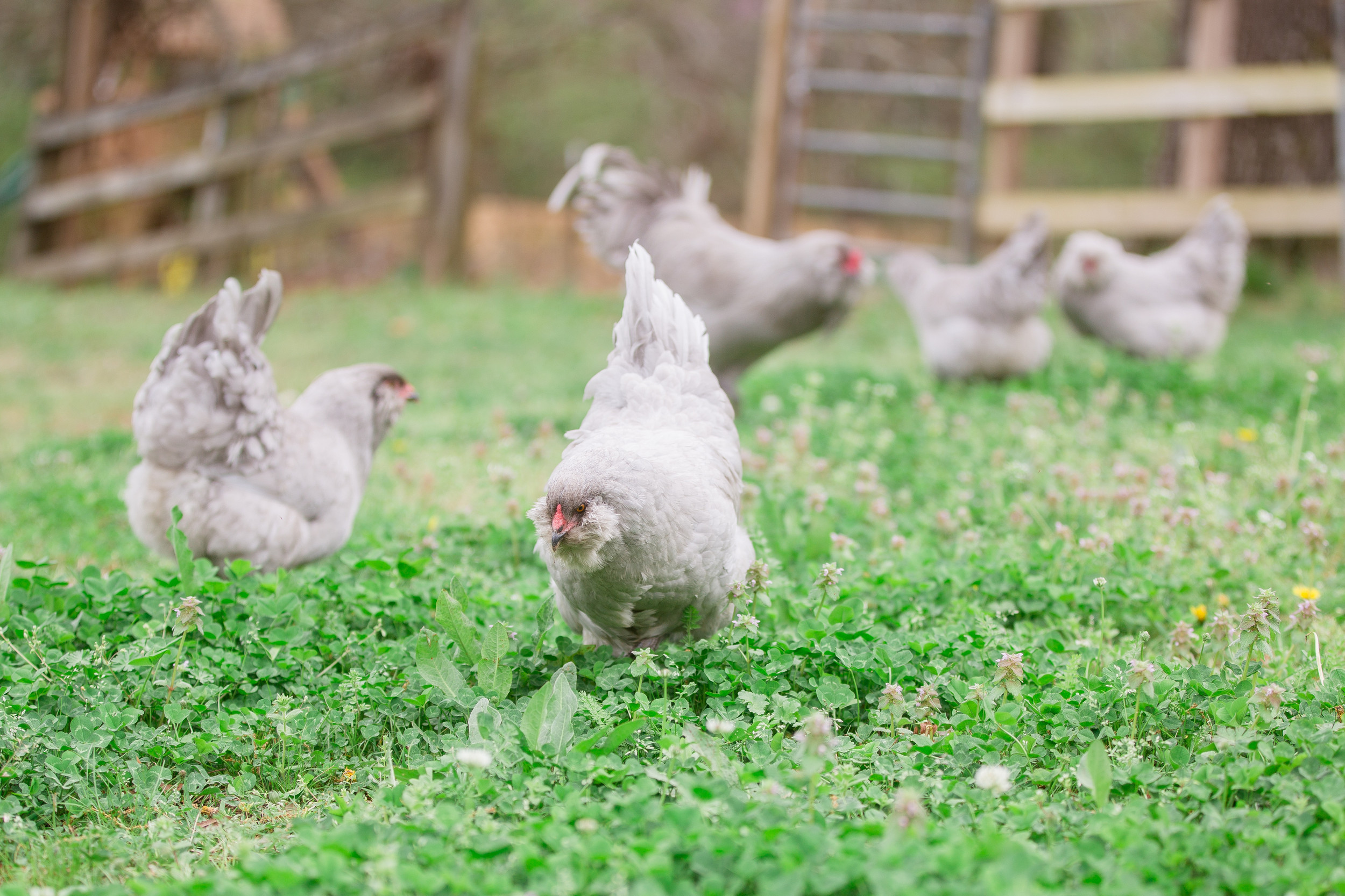 Our Breeds | The Head Family Farm