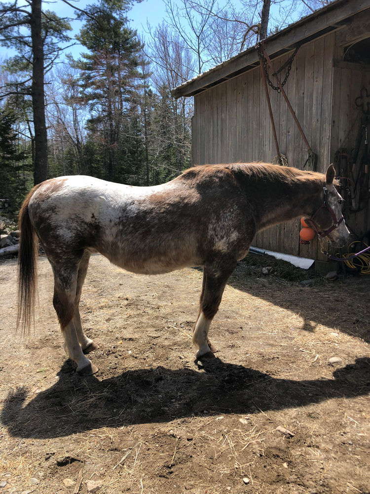 Your Horses’ Posture Part I: What is Posture and How is it Evaluated???
