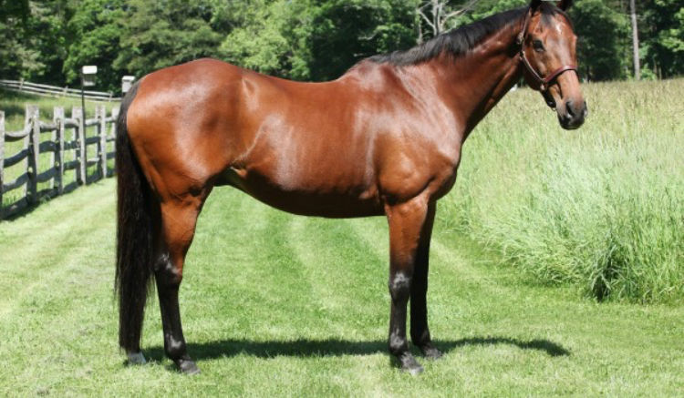 Your Horses’ Posture Part I: What is Posture and How is it Evaluated???