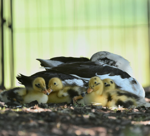 Ancona Duck Hatching Eggs | Website