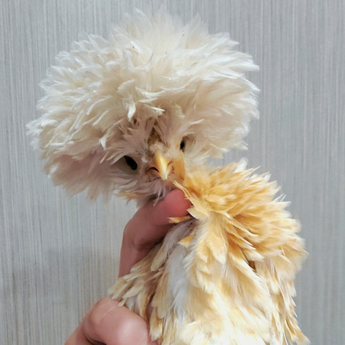 Polish Hatching Eggs | Website