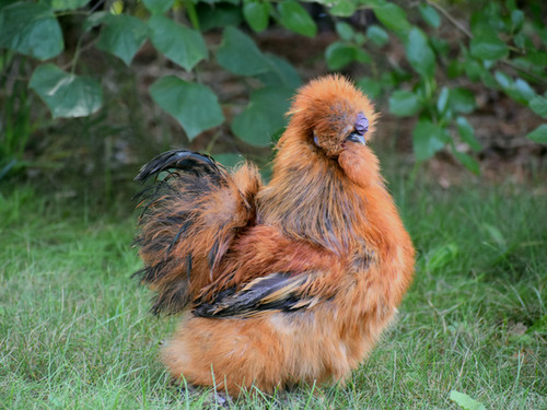 Silkie Chicks | Website