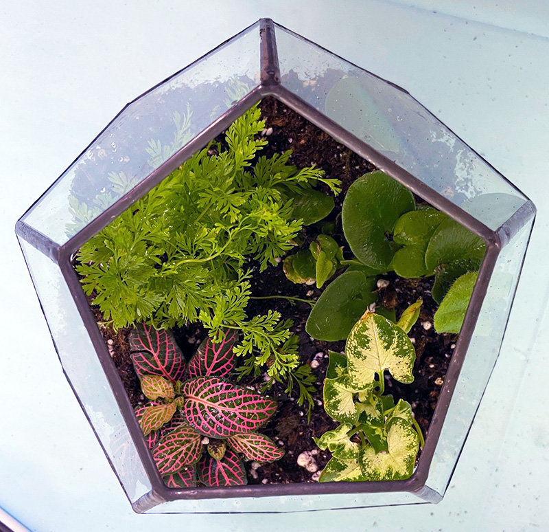 Creating Terrariums for Exhibition