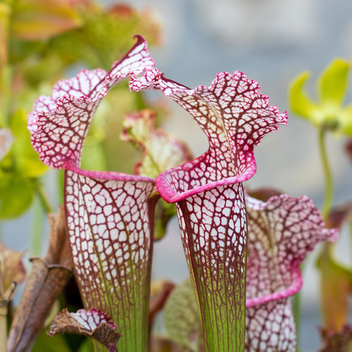 Sarracenia Leah Wilkerson White Knight x Large pink lipped ...