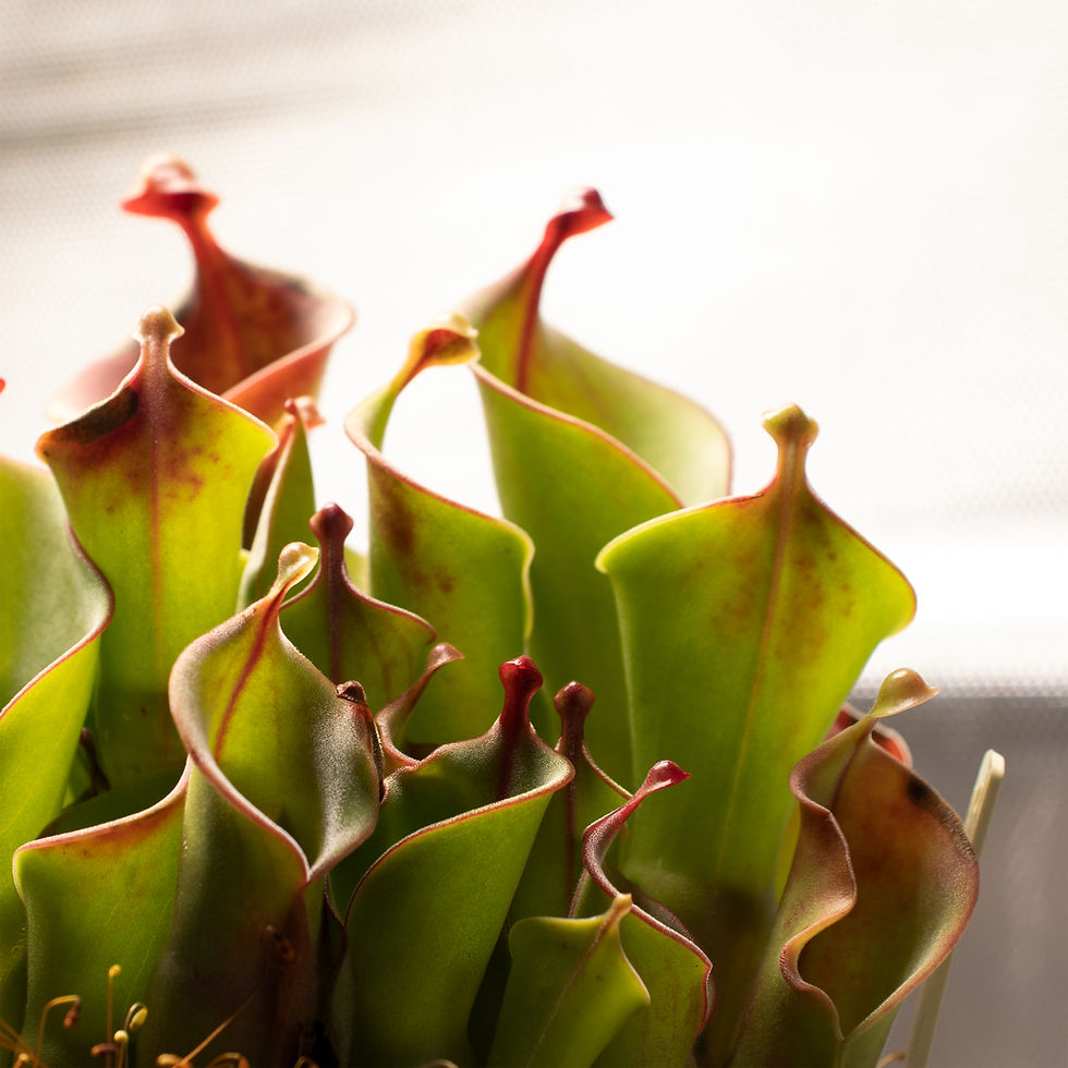 Heliamphora Heterodoxa x Minor | Karniland | Plantes Carnivores