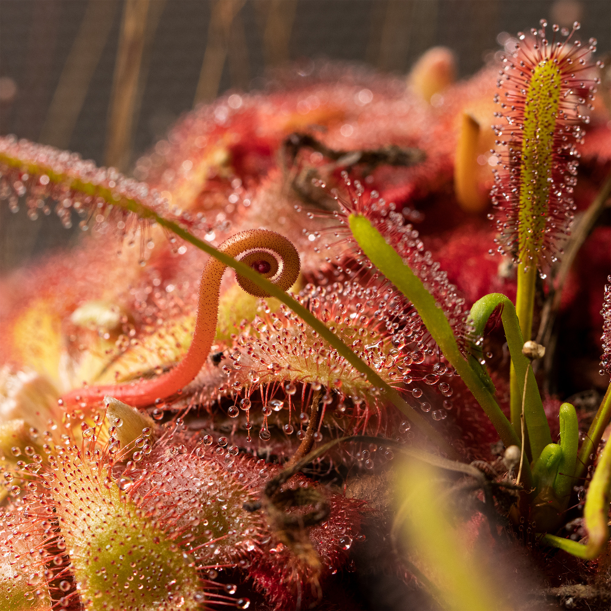 Sundews | Karniland