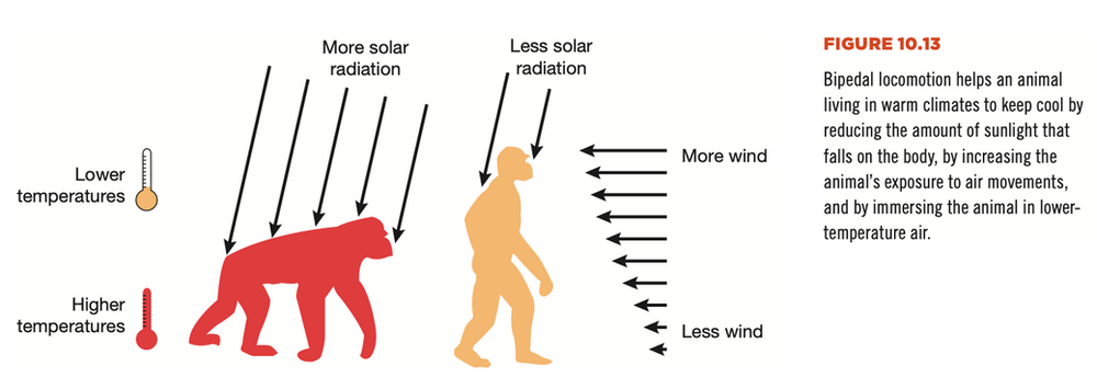 Evolution of Bipedalism