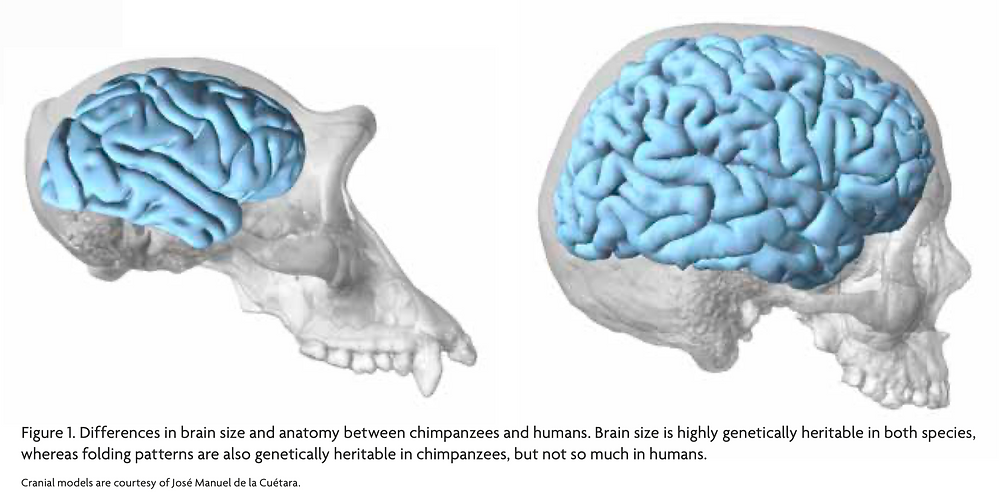 Beyond Brain Size: An Evo-Devo Approach to Hominin Brain Evolution