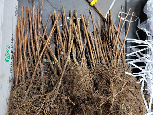 Blackberry Bareroot | Perennial Plant CoOp