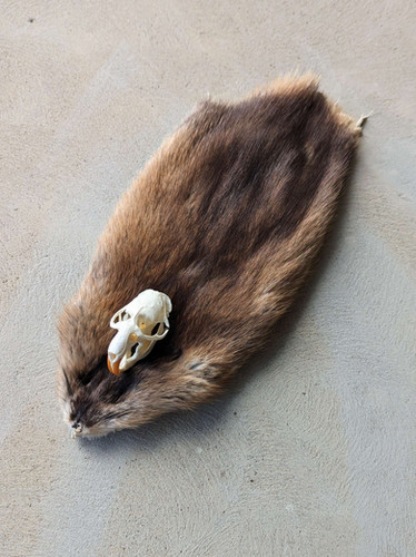 Muskrat Pelt and Skull | Chimera Taxidermy