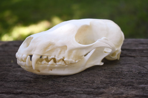 Silver Fox Skull | Chimera Taxidermy