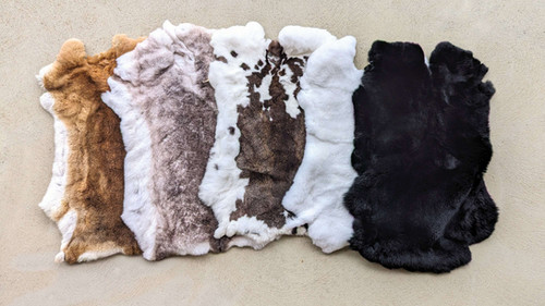 Rex Rabbit Pelt | Chimera Taxidermy