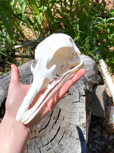 Ostrich Skull | Chimera Taxidermy