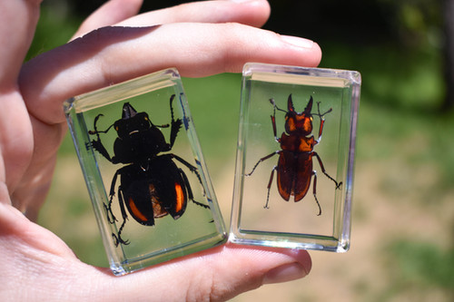 Resin Encased Insect Lucky Dip | Chimera Taxidermy