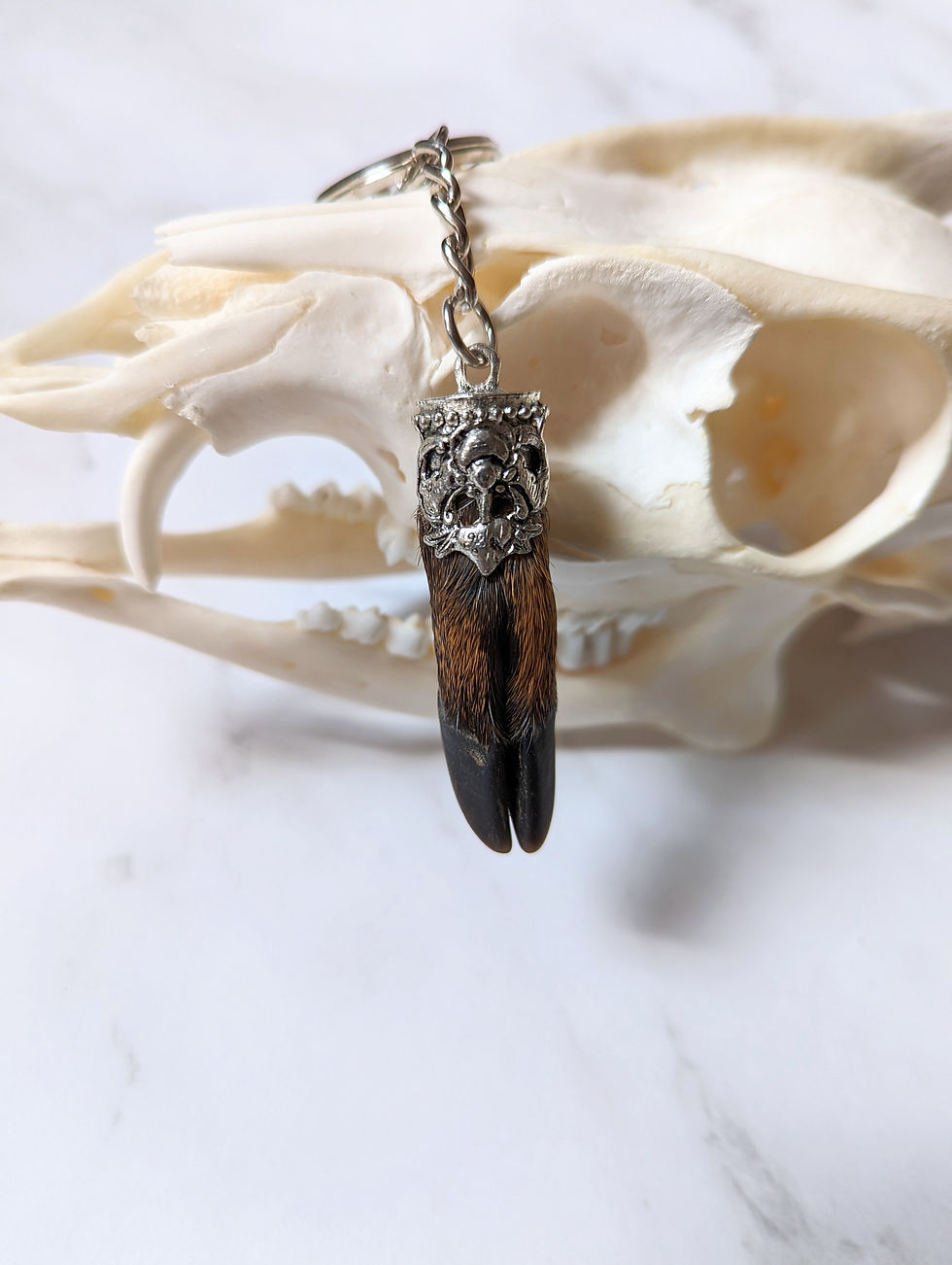 Fossils, Horns, Insects & Curiosities | Chimera Taxidermy