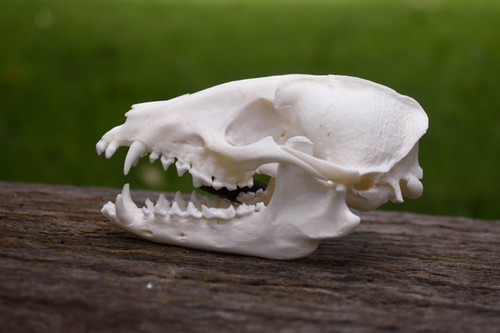 Tanuki Skull | Chimera Taxidermy