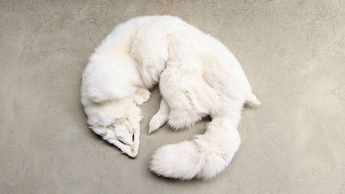 White Arctic Fox Pelt | Chimera Taxidermy