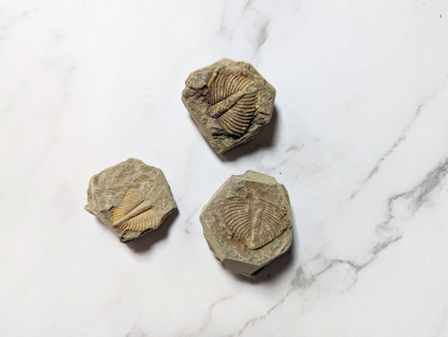 Trilobite Fossil | Chimera Taxidermy