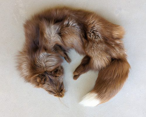 Amber Fox Pelt | Chimera Taxidermy