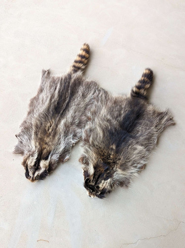 Raccoon Pelt | Chimera Taxidermy