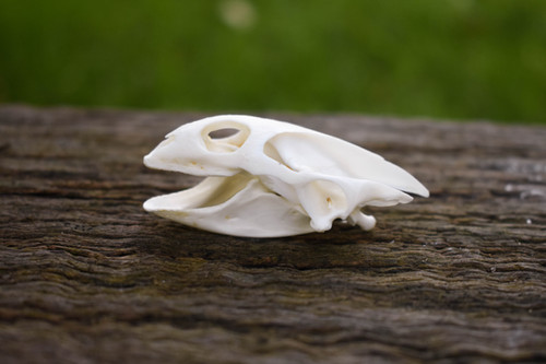 Turtle Skull | Chimera Taxidermy