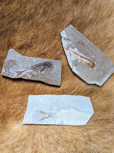 Freshwater Fish (Lycoptera) Fossil | Chimera Taxidermy