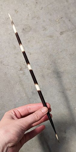 Large African Porcupine Quill | Chimera Taxidermy