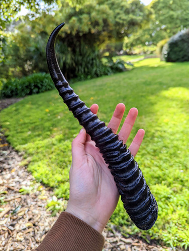 Springbok Horn | Chimera Taxidermy