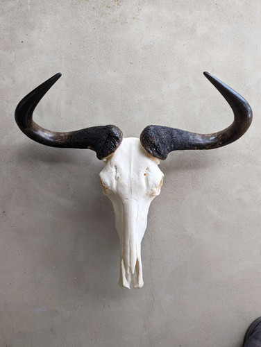 Blue Wilderbeest Skull | Chimera Taxidermy