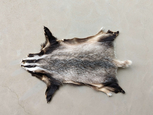 European Badger Pelt | Chimera Taxidermy
