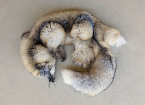 Golden Island Fox Pelt | Chimera Taxidermy