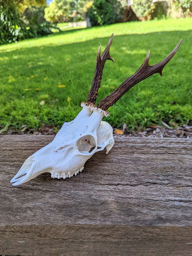 European Roe Deer Skull | Chimera Taxidermy