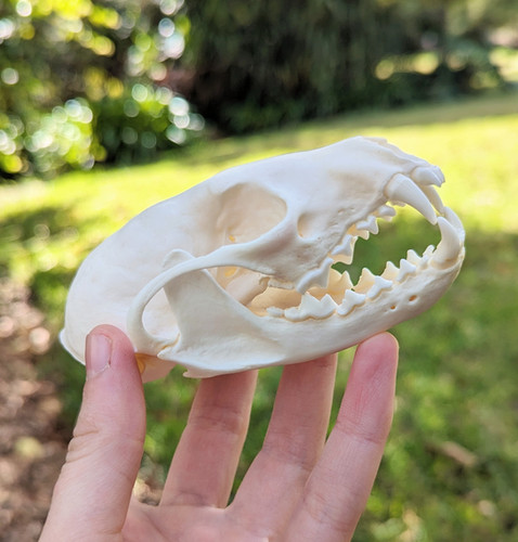 Fisher Skull | Chimera Taxidermy