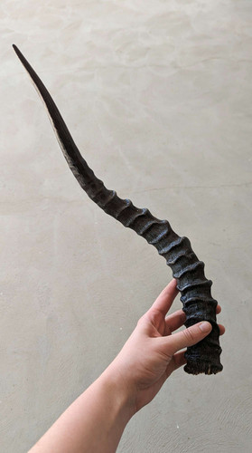 African Impala Horn | Chimera Taxidermy