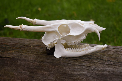Muntjac Skull | Chimera Taxidermy