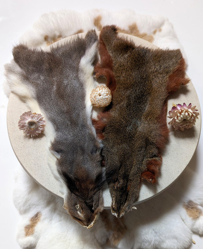 Squirrel Pelt | Chimera Taxidermy