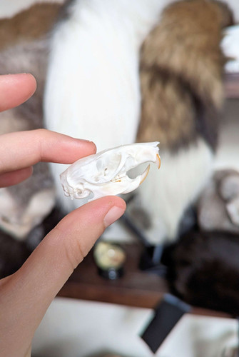 Rat Skull | Chimera Taxidermy