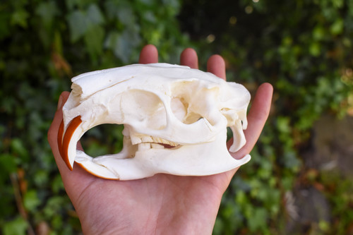 Nutria Skull | Chimera Taxidermy