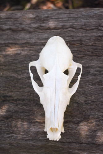 Arctic Fox Skull | Chimera Taxidermy