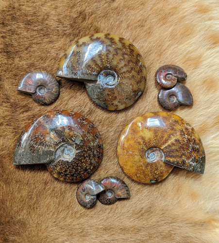 Whole Ammonite Fossils | Chimera Taxidermy