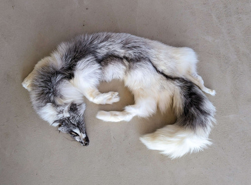 Arctic Marble Fox Pelt | Chimera Taxidermy
