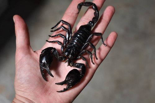 Preserved XL Scorpion | Chimera Taxidermy