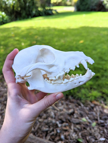 Domestic Dog Skull (Small) | Chimera Taxidermy