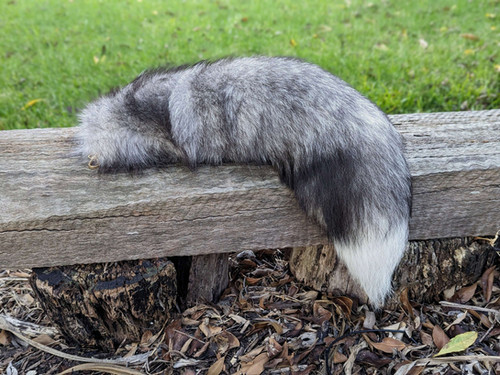 XL Charcoal Fox Tail Keychain | Chimera Taxidermy